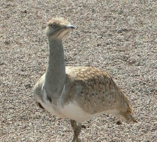 Hunting of houbara bustard in Pakistan's Balochistan province Hunting of houbara bustard in Pakistan's Balochistan province