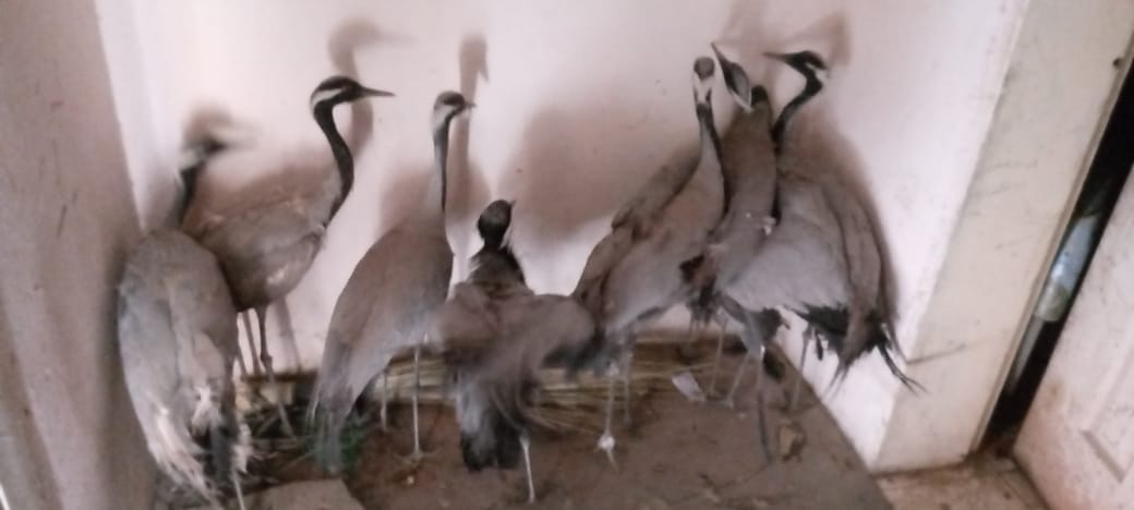 Joint Operation Rescues Rare Birds in Quetta